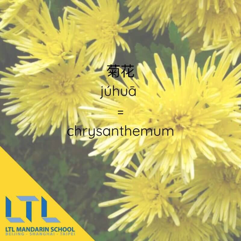 Plants in Chinese : Discover 15 Plants in Chinese & Their Meanings