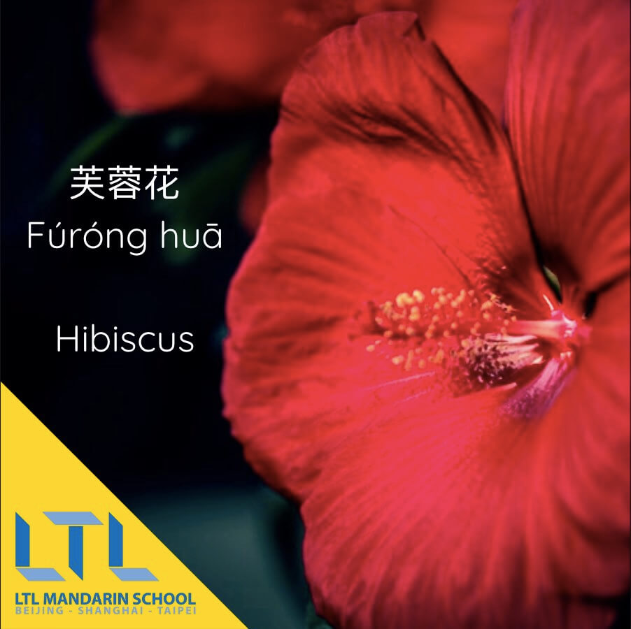 Plants in Chinese : Discover 15 Plants in Chinese & Their Meanings