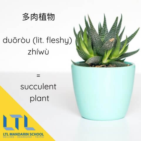 Plants in Chinese : Discover 15 Plants in Chinese & Their Meanings