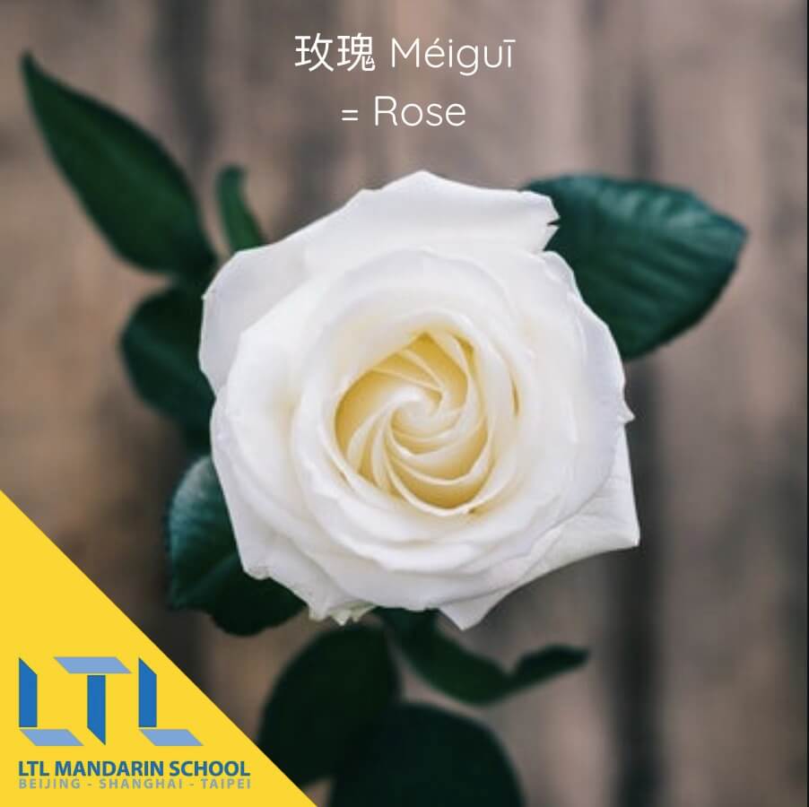 Plants in Chinese : Discover 15 Plants in Chinese & Their Meanings