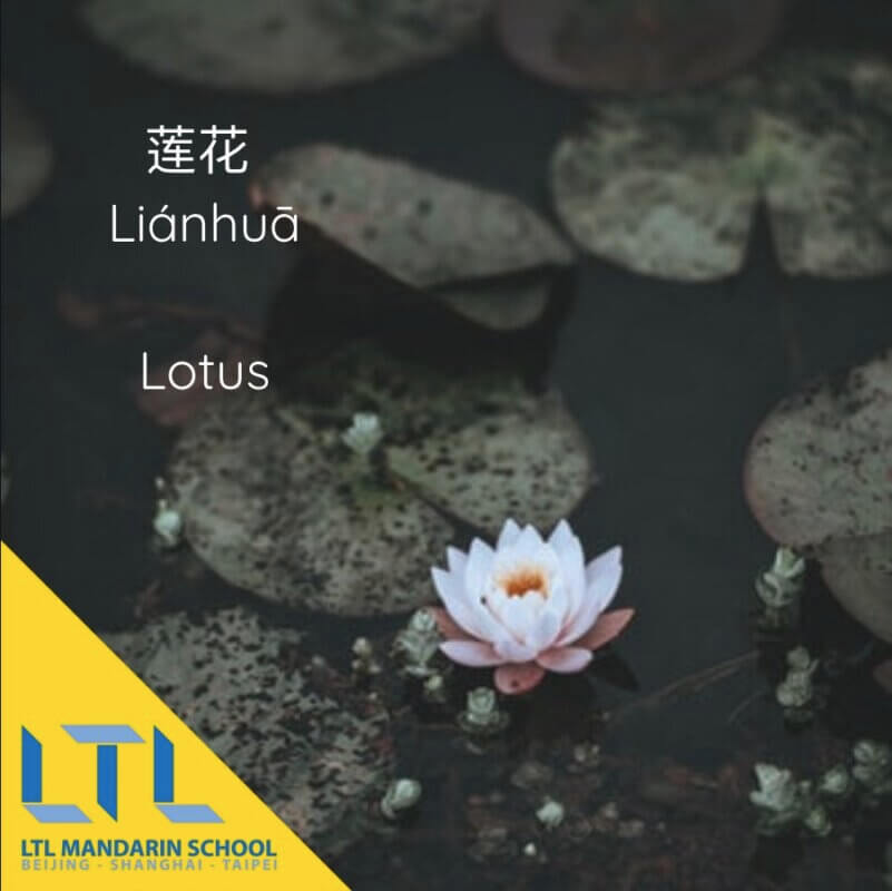 Plants in Chinese : Discover 15 Plants in Chinese & Their Meanings