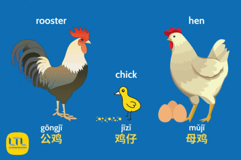 Chicken in Chinese 🐔 | 75 Insults & Dishes You Should Know | LTL Shanghai