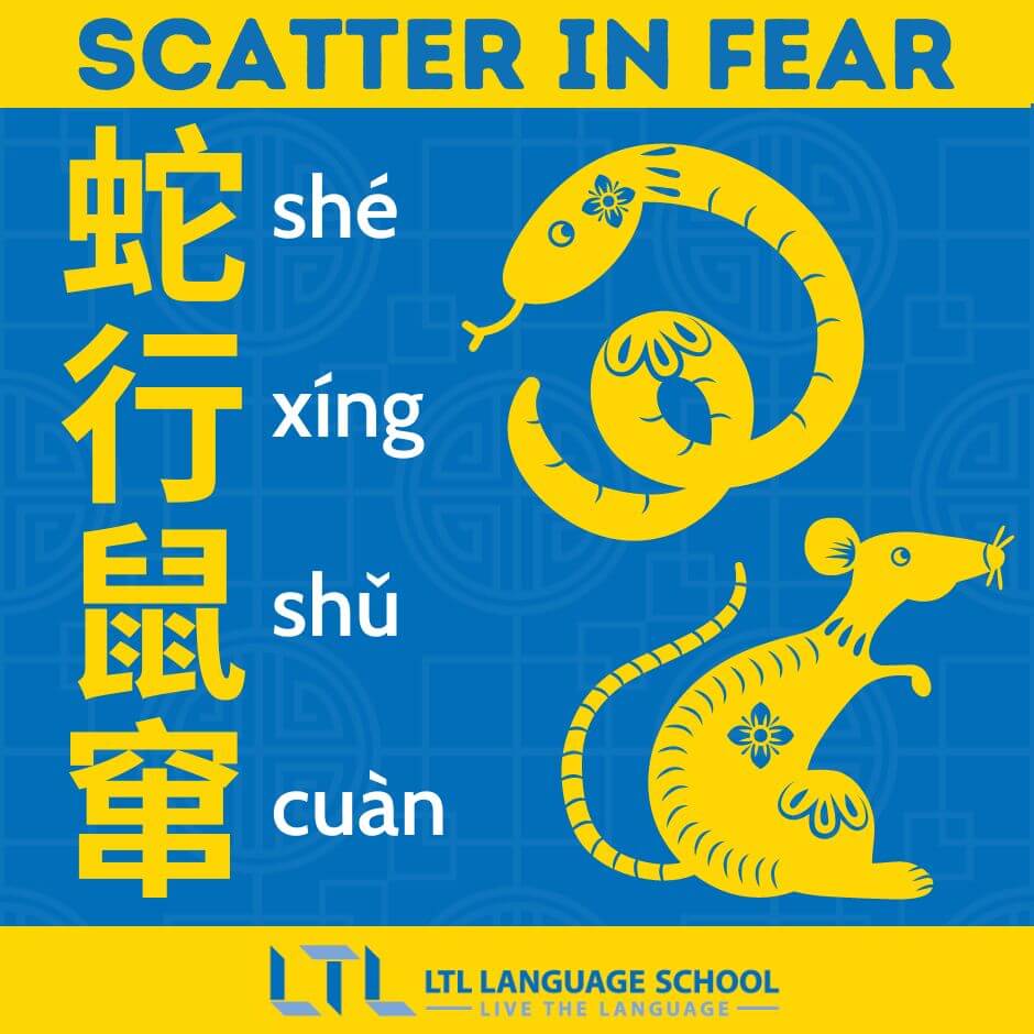 Chinese Zodiacs || Year of the Snake (Ultimate Guide)